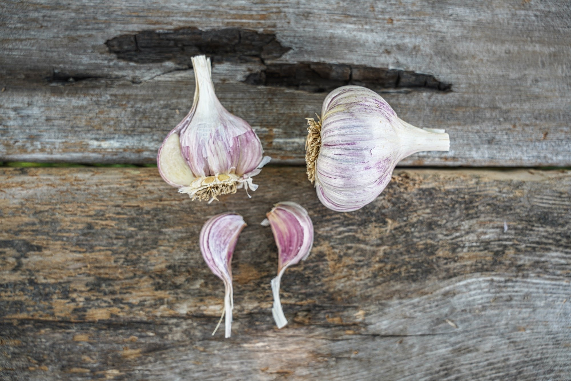 Persian Star ~ Seed Grade Garlic ~ Hardneck ~ Pre-Sale – Sundries Farm