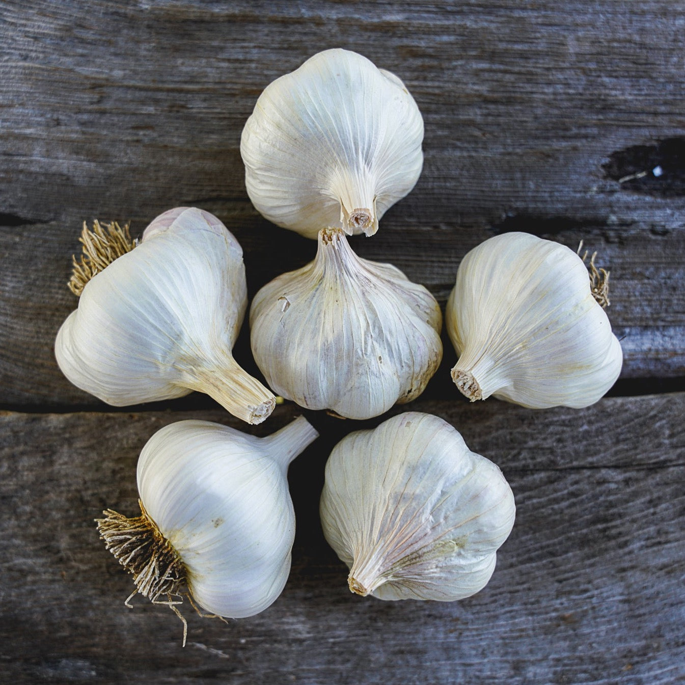 Mixed Softneck Garlic ~ Culinary Grade – Sundries Farm